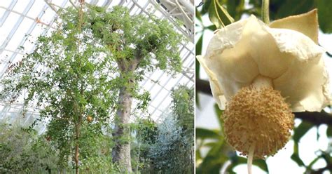 어린 왕자 바오밥나무 국내 첫 개화