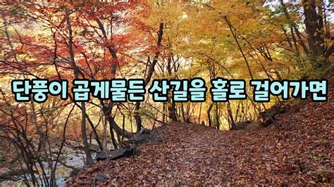 단풍이 🍁 곱게물든 산길을 홀로 걸어 보세요 Youtube