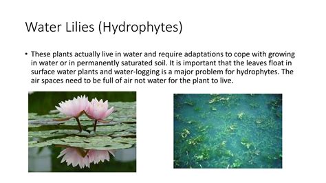 Adaptations Of Plants Xerophytes And Hydrophytes Pptx