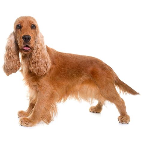 English Cocker Spaniel Or Cocker Spaniel Add Wishlist