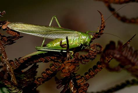 Grasshopper Flying