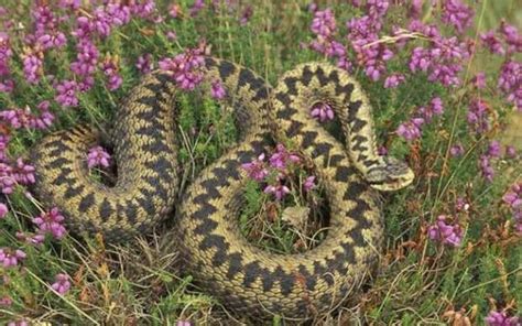 Advice On Adder Bites First Aid Training Co Operative Dont Panic