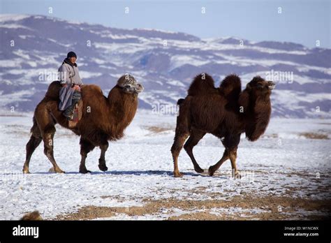 Mongolian Nomad Riding On A Camel In The Gobi Desert In The Wintertime