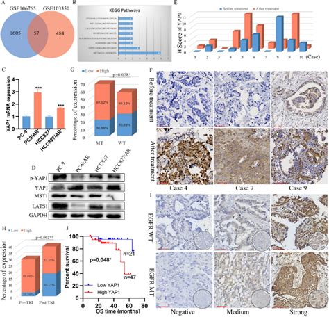Yap1 Was Elevated In Osimertinib Resistant Nsclc Cells And Tissue And
