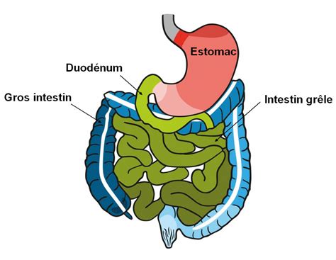 Duodénum Définition Anatomie Rôle Douleur