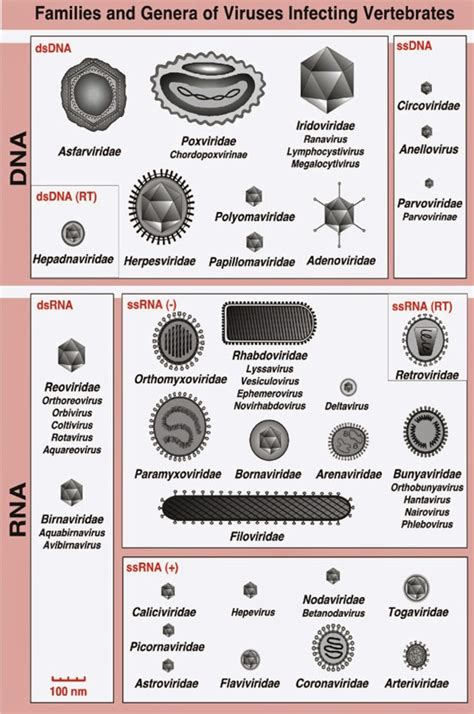 Microbiology Classification Of Viruses