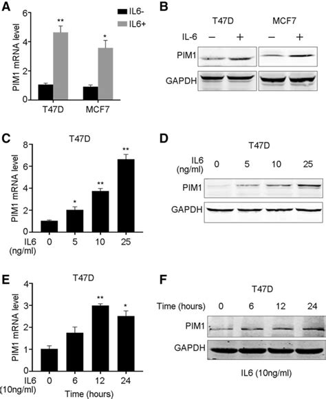 Pim1 Is Responsible For Il 6 Induced Breast Cancer Cell Emt And Stemness Via C Myc Activation Pmc