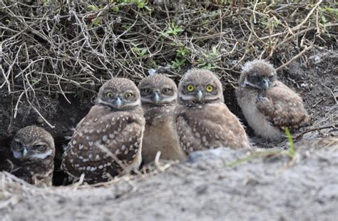 Digging A Starter Burrow Cape Coral Friends Of Wildlife