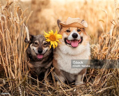 해바라기가 달린 모자를 쓴 귀여운 개 두 친구가 화창한 여름날에 잘 익은 밀 귀밭에 앉아 있습니다 0명에 대한 스톡 사진 및 기타 이미지 Istock