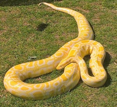 Full Grown Ball Python