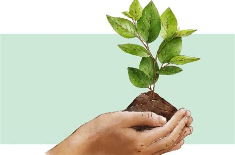 Daily Trust Newspaper On Linkedin Why Nigeria Should Plant One Billion Trees In 2024
