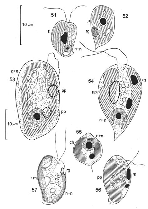 Pyrenoids In The Cells Of Different Species 51 56 Preserved By Osmium