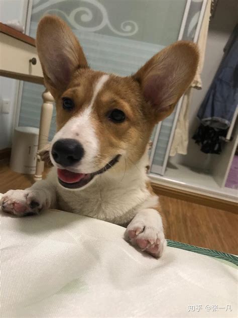 一只柯基幼犬多少钱 知乎