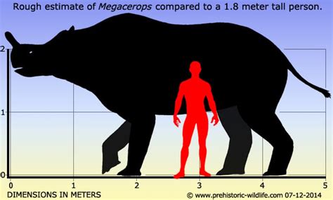 Megacerops