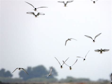 Vjosë Narta E Shpendëve Inventarizohet Popullata Folezuese E