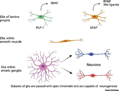 Neuroglial Cells