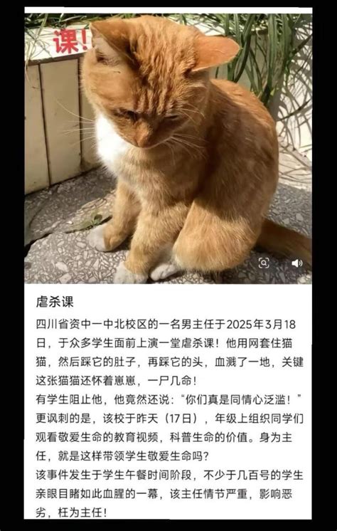 教育局回应安保处主任当学生面虐猫 正在调查处理中新闻频道中华网