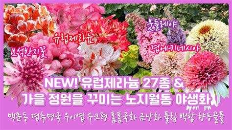 0825 가을꽃 총집합 유럽제라늄 27종 노지월동야생화 실내식물 소개 01084461438 문자주문 맥문동 겹에키네시아 붓들레야 겹샤스타데이지 국화 향등골풀