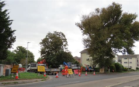Residents Try To Save Historic Tree As Council Plans To Cut It Down