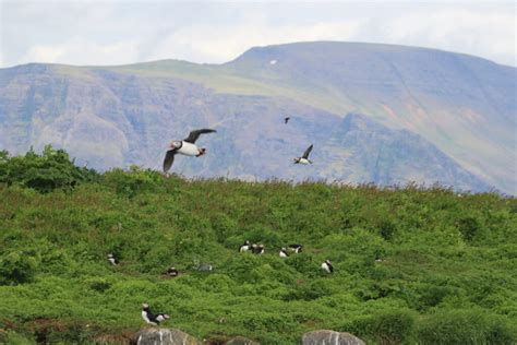 Puffin Watching From Reykjavik The Easiest Way To See Puffins In