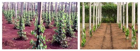 Establishment Of Plantations