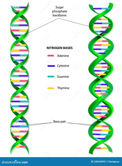 How To Draw Dna Double Helix Structure Labelled Diagr Vrogue Co