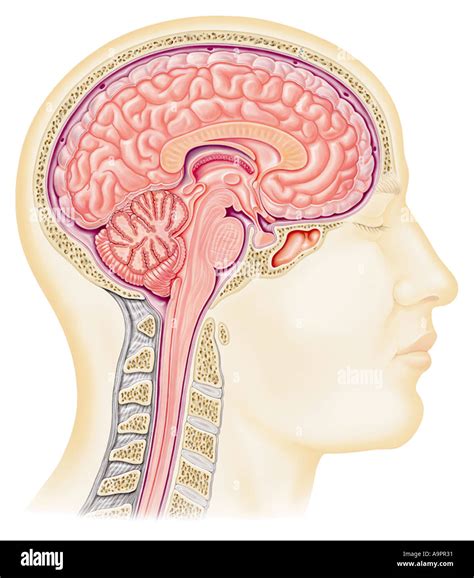Cross Section Of The Human Brain Diagram
