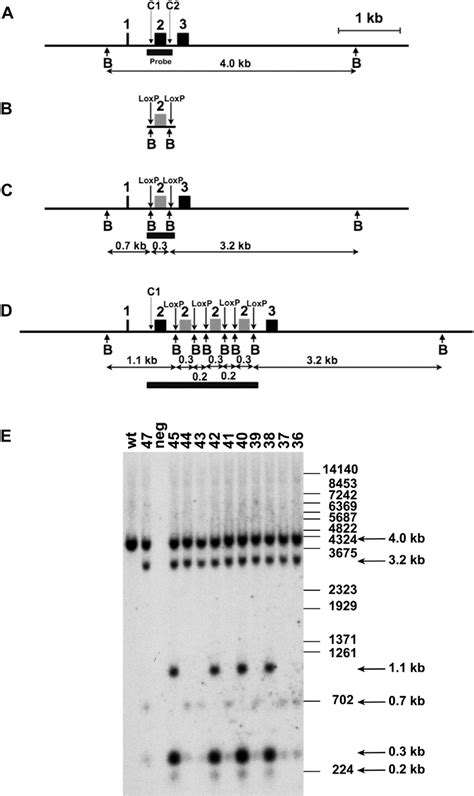 Schematic Representation Of The S100a8 Gene Targeting Strategy A