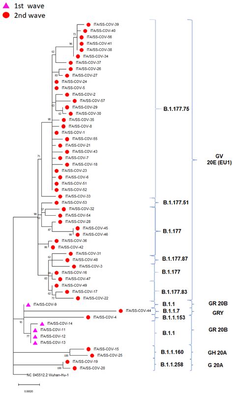 Origin Genetic Variation And Molecular Epidemiology Of Sars Cov 2 Strains Circulating In