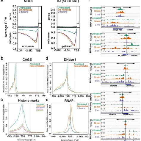 Chip Seq Binding Distribution Of Rna Polymerase Ii In Oxidative Stress