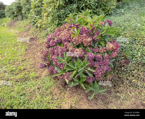 Hydrangea Shrub With Dry Purple Flower Heads And New Green Growth In The Autumn Hydrangea