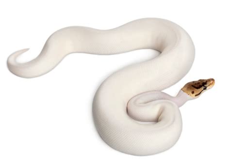 Premium Photo Female Pied Spider Royal Python Ball Python Python Regius Pied