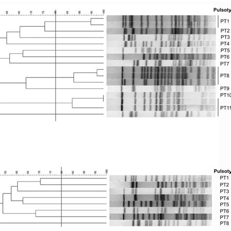 the relatedness of kpc kps pfge dendrogram with the corresponding mlst
