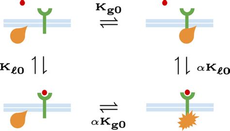 Schematic Illustration Of The Simplest Ternary Complex Model 12 A