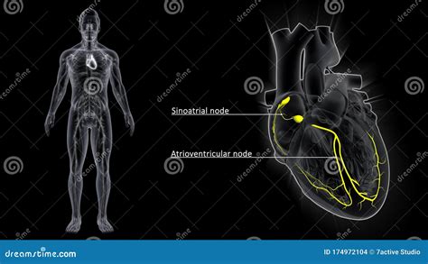 Sa Node And Av Node In The Heart Stock Illustration Illustration Of