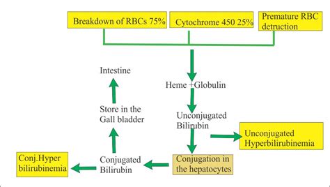 Bilirubin Part 1 Total Direct And Indirect Bilirubin Classification Of Jaundice