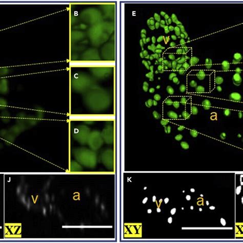 Isolating And Segmenting Cardiomyocyte Nuclei From Contracting Heart Download Scientific