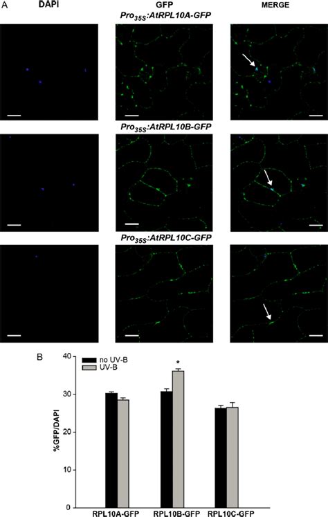 Subcellular Localization Of Rpl10s From Arabidopsis A Confocal Images
