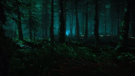 FIREFLIES