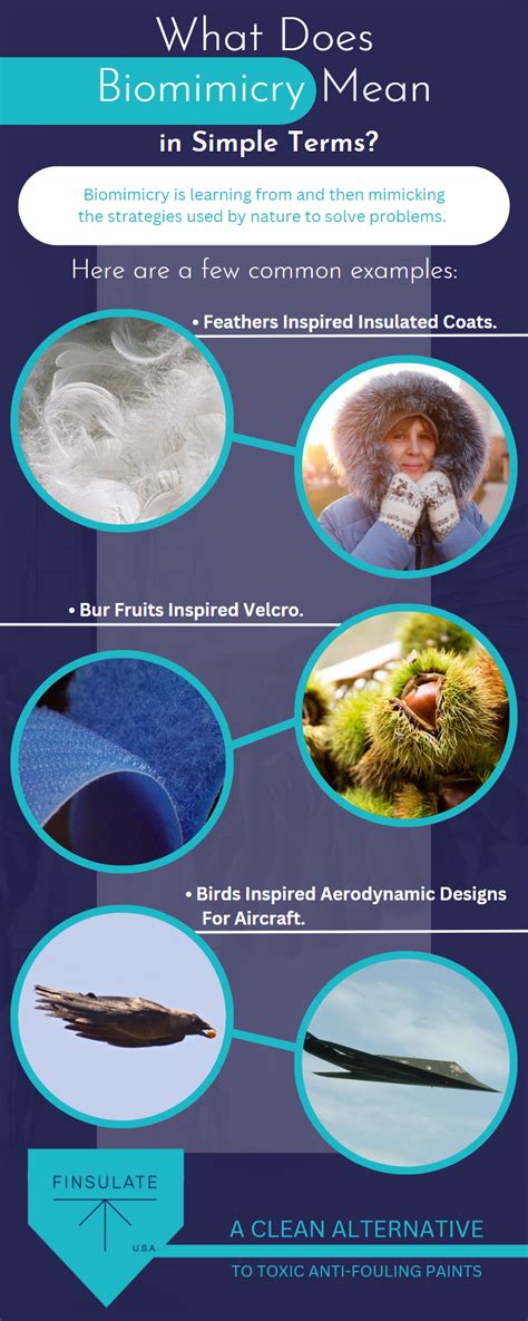 What Does Biomimicry Mean In Simple Terms Finsulate Usa
