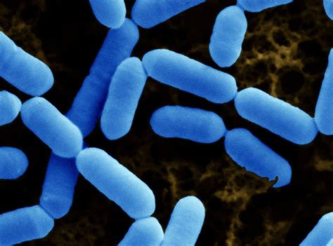 Probiotics Strain Lactobacillus Paracasei Lactic Acid Bacteria China Probiotics Powder