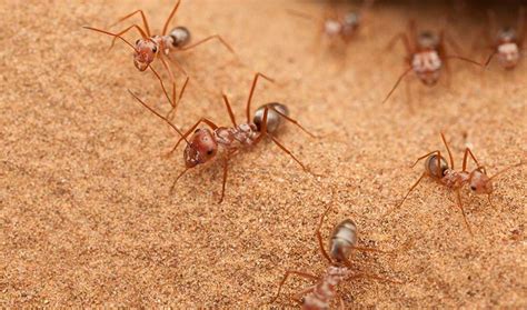Quicksilver Ants Break Sprint Records Aiporg