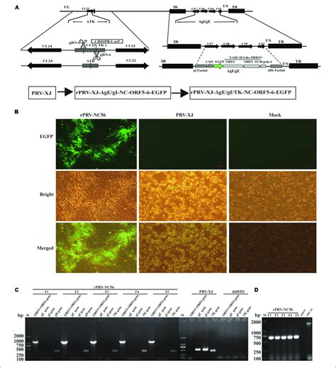 Construction Of Recombinant Pseudorabies Virus Rprv Nc56 A Download Scientific Diagram