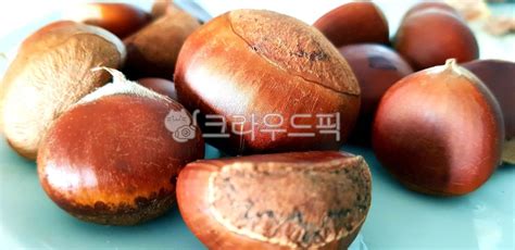 밤 알밤 밤껍질 밤까기 열매 사진이미지일러스트캘리그라피 세상의미전도사주동자작가