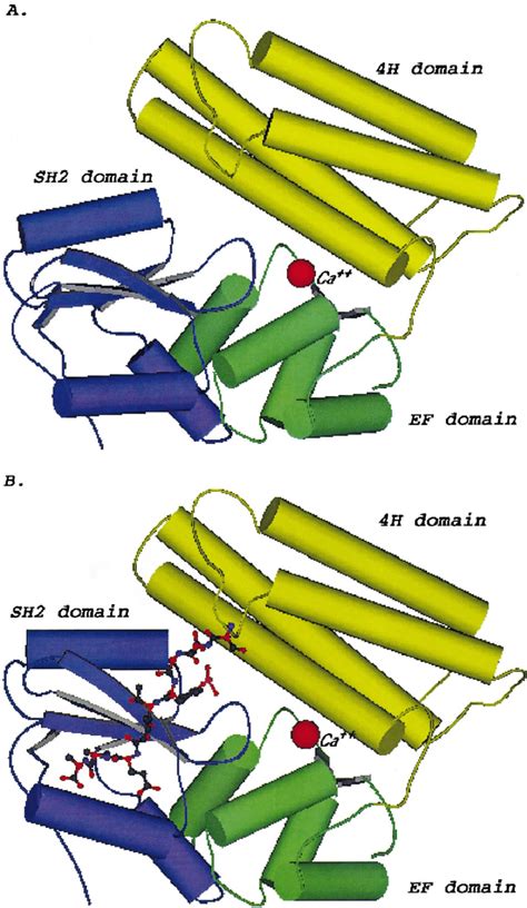 Cbl Domain Structure A Relative Position Of Cbl Domains Prior To