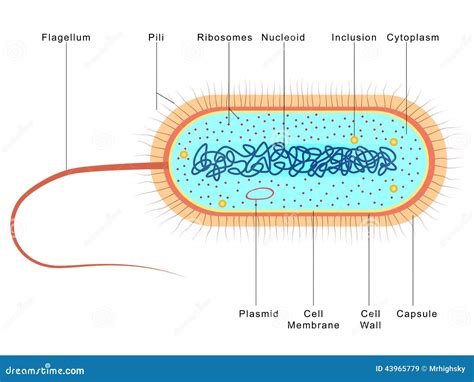 Anatomy Of Bacteria Stock Vector Illustration Of Labelled 43965779