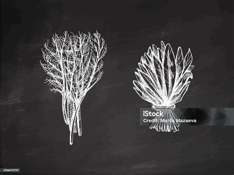 손으로 그린 흑백 벡터 스케치 무리의 그린 시금치 딜 낙서 빈티지 일러스트입니다 카페 및 라벨 메뉴 장식 칠판 배경에 새겨진 이미지입니다 개체 그룹에 대한 스톡 벡터 아트