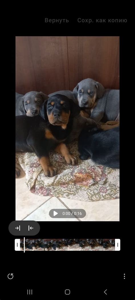 Продаються шенки дизайнерской породы тибет доберман 10 000 грн Собаки Київ на Olx