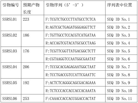 基于菘蓝全基因组开发的SSR引物组及其应用