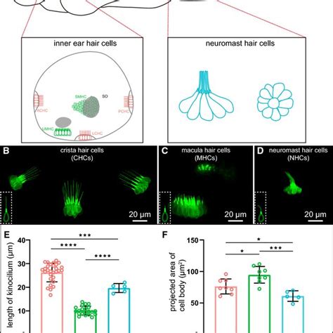 Single Cell RNA Sequencing ScRNA Seq Of Zebrafish Hair Cells A The Download Scientific